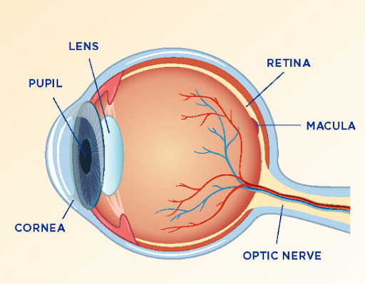 What is the Macula of the Eye? Function, Structure & Diseases